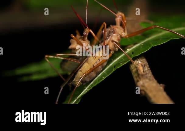 video of Assassin bugs mating at night in rainforest understory, Ecuador Stock Video Footage - Alamy