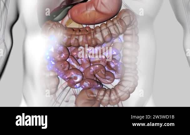 The conversion of food into energy by digestion and its spread ...