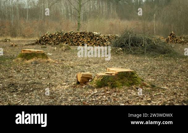 Logging cut industry pile timber of felled wood branches cutting ...