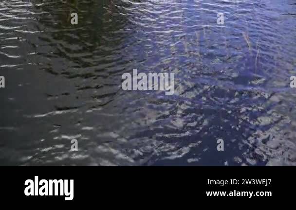 Glare surface of water and algae under water. Texture. Background Stock ...
