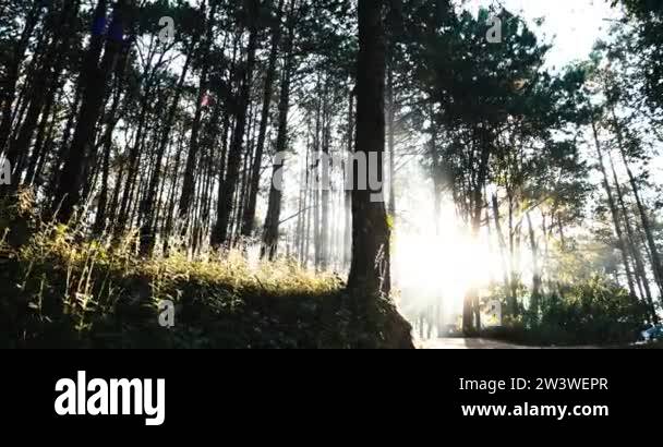 Sunbeam shining through tree sunny ray lens flare beautiful sunlight ...