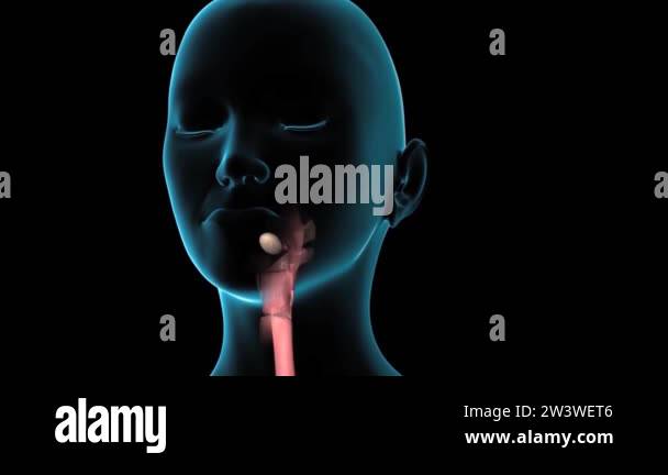 Schematic 3d animation of the course of digestion in the human ...