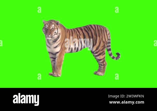 Tiger green background Stock Videos & Footage - HD and 4K Video Clips ...