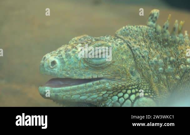 Amphibian eyes Stock Videos & Footage - HD and 4K Video Clips - Alamy