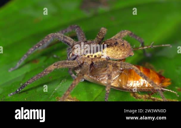 Spider eating bug Stock Videos & Footage - HD and 4K Video Clips - Alamy