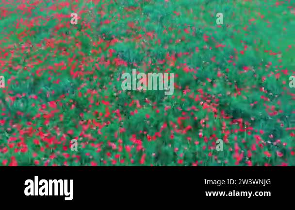 Field of Blossoming Red Poppies. Beautiful Flowers and Summer Nature ...