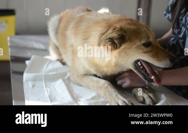 Happy stray dog vet Stock Videos & Footage - HD and 4K Video Clips - Alamy
