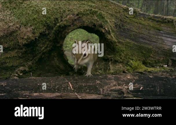 Siberian chipmunk (Lat. Tamias sibiricus). The chipmunks include 25 ...