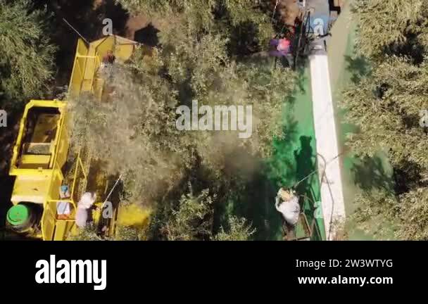 Olive Tree Shaker Harvester operation supported by four Pole beating ...
