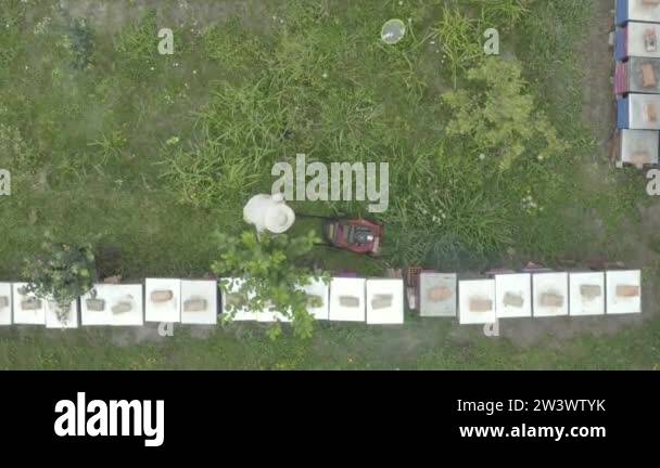 Camera is hovering over beekeeper as is cutting grass among beehives ...