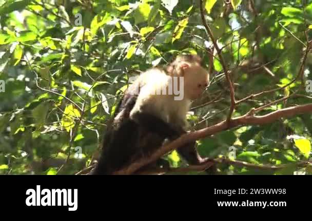 Barra honda national park Stock Videos & Footage - HD and 4K Video ...