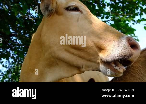 Portrait of a cow in the pasture. Animal head close up. Flies sit on ...