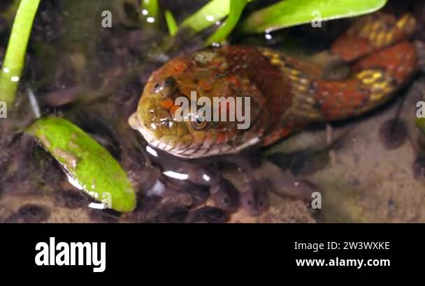 Brown banded Water Snake, Helicops angulatus eating a frog, a Quacking ...