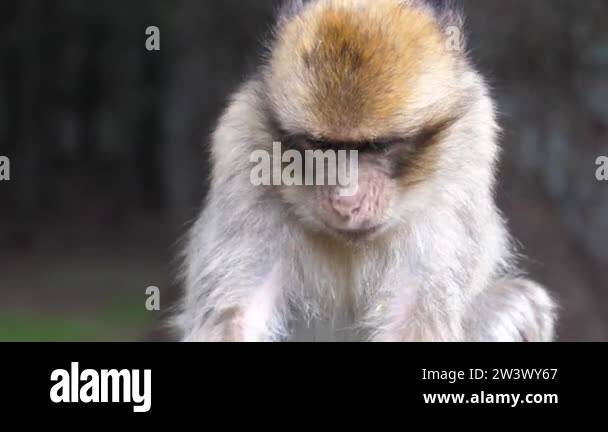 Primate range Stock Videos & Footage - HD and 4K Video Clips - Alamy