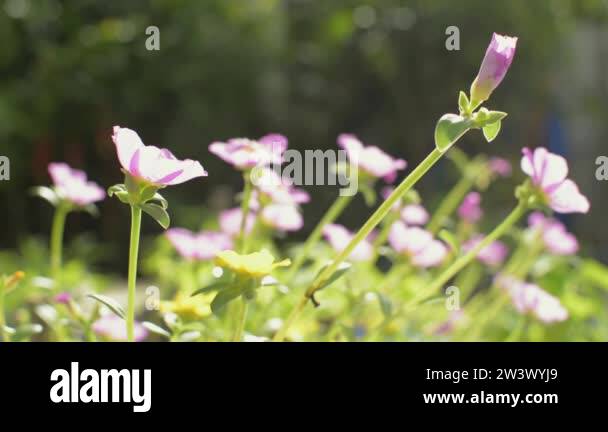 Rose weed Stock Videos & Footage - HD and 4K Video Clips - Alamy