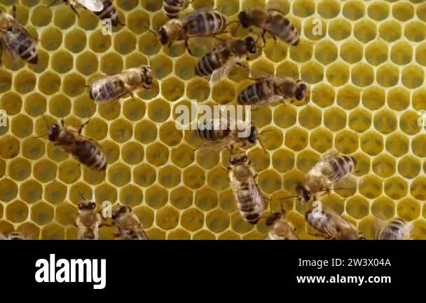 Bees family working on honeycomb in apiary. Life of apis mellifera in ...