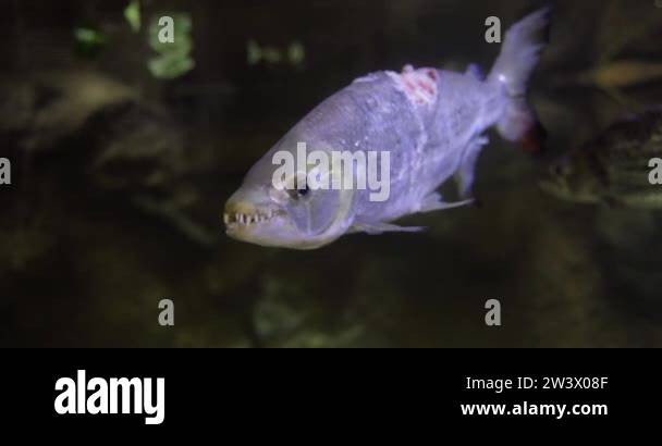 Hydrocynus goliath, also known as the goliath tigerfish, giant ...