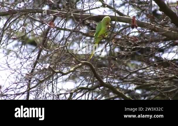 Green rose-necked parakeet Psittaculidae eating fresh buds in spring in ...
