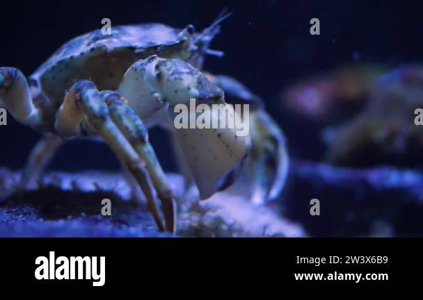Crab profile Stock Videos & Footage - HD and 4K Video Clips - Alamy