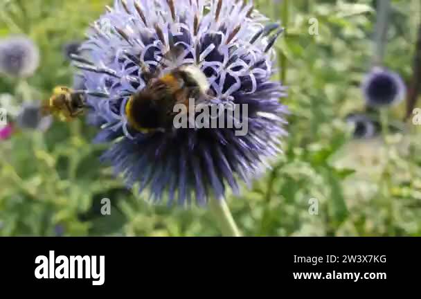 Ball of insects Stock Videos & Footage - HD and 4K Video Clips - Alamy
