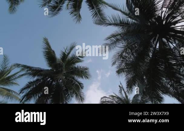 sunny day in the jungle. A tropical forest. Bottom view on the crowns ...