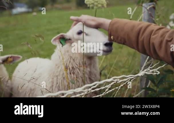 Sheep fold enclosure Stock Videos & Footage - HD and 4K Video Clips - Alamy