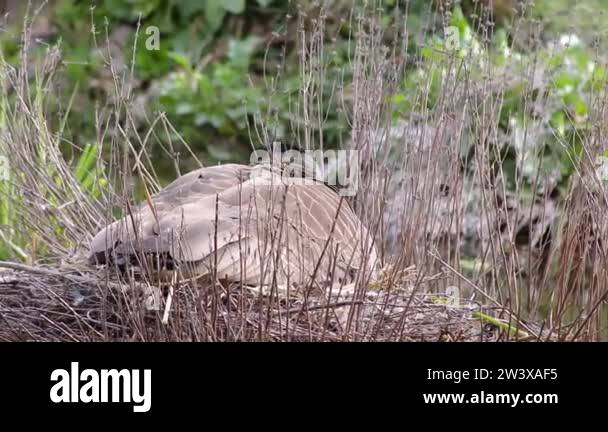 Canada goose building nest Stock Videos & Footage - HD and 4K Video ...