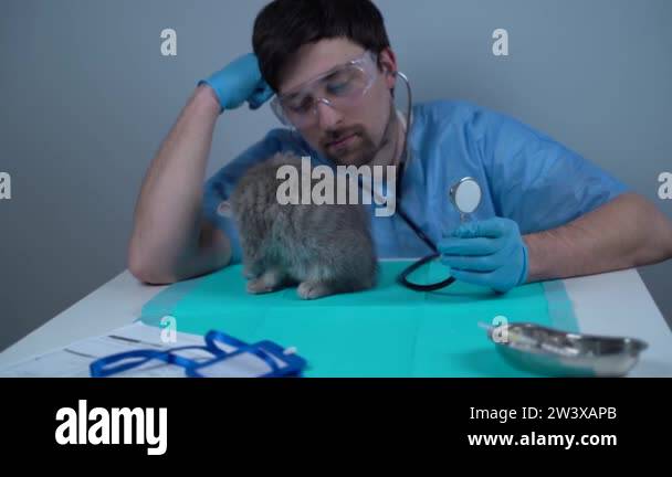 Doctor in vet clinic checking up kitten. Veterinarian examining cat on ...