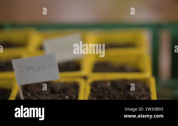 Gardener sticking wooden signs with inscription celery tomatoes pepper ...