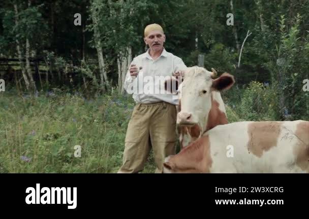 a man grazes a cow in a green meadow. cattle eat grass. The farmer ...
