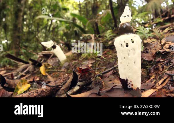 video of mushrooms, Strangled Stinkhorn, Staheliomyces cinctus growing ...