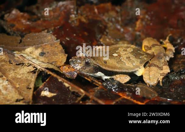 Toad on leaves Stock Videos & Footage - HD and 4K Video Clips - Alamy