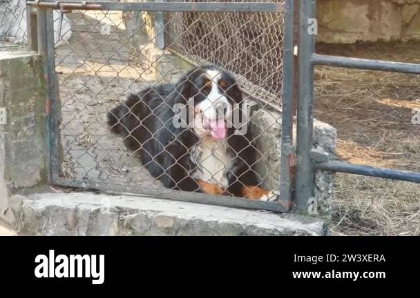 Dog guarding the area sits on the ground behind a metal fence net ...