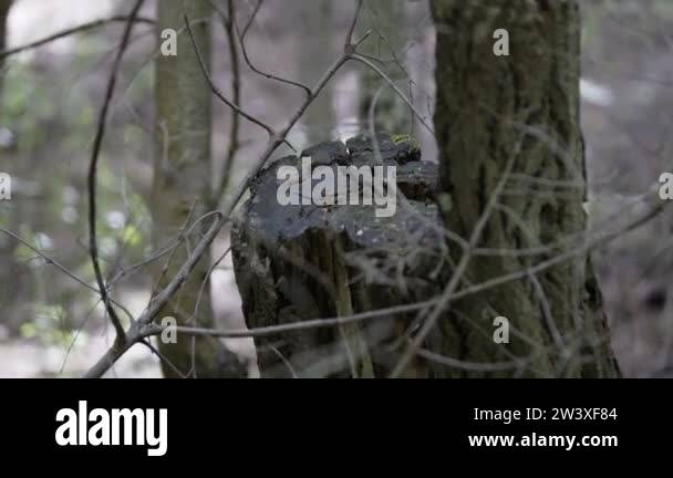 Anthill in the forest with busy ants on old stump - model of society ...