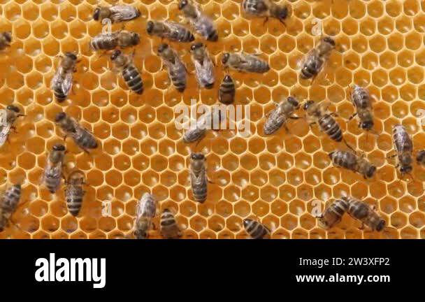 Honey bees defend hive from Stock Videos & Footage - HD and 4K Video ...