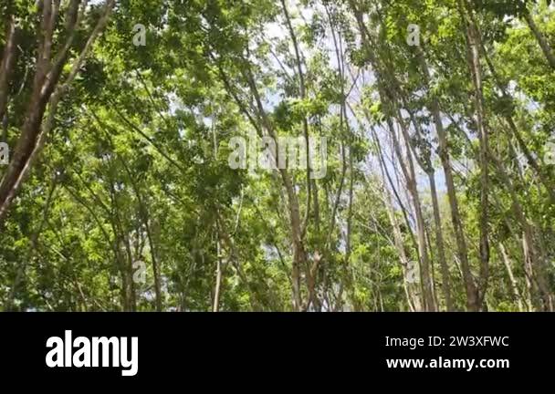 Turpentining Stock Videos & Footage - HD and 4K Video Clips - Alamy