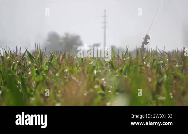 Watering of Maize Field. Irrigation of Corn Field with Water Jet ...