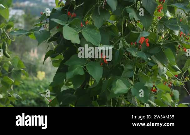 Beautiful blooming plants of kidney bean with Red flowers in homemade ...