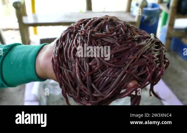 Composting worms (vermicomposting) on a hand at a farm in the ...