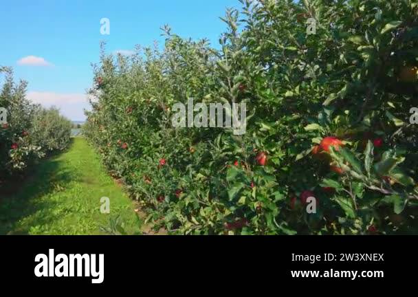 Red apple trees Stock Videos & Footage - HD and 4K Video Clips - Alamy