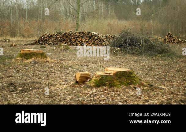 Cutting deforestation, logging cut industry pile timber of felled wood ...