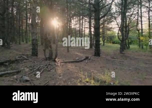 man run away through the forest with beautifl sunbeam. B roll footage ...