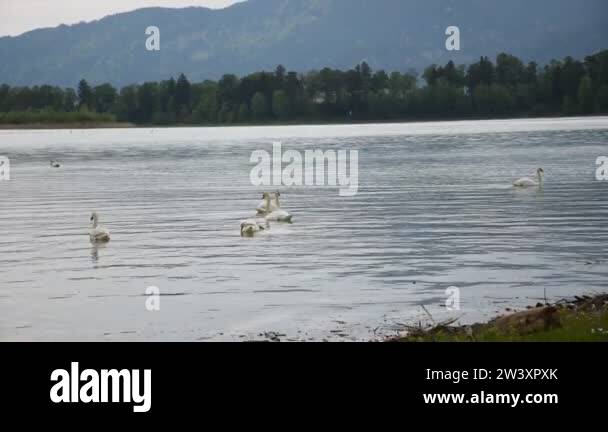 Neuschwanstein castle forggensee fuessen Stock Videos & Footage - HD ...
