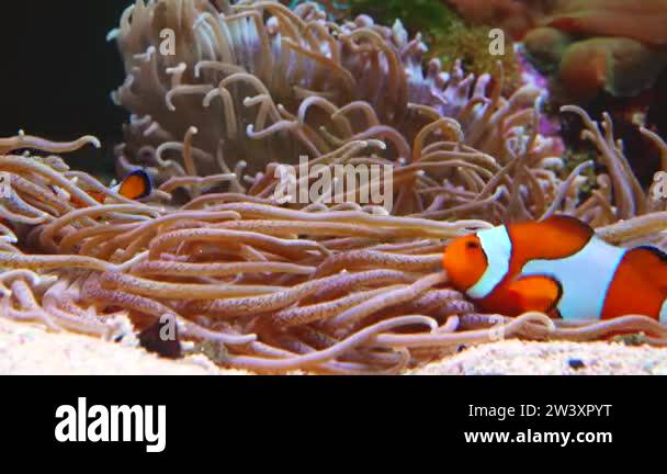 Male and female clown fish, Anemonefish (Amphiprion ocellaris) swim ...
