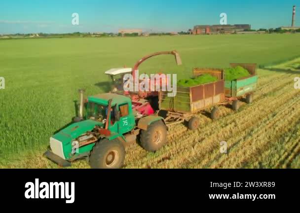 Summer day, a tractor with a trailer works in tandem with a combine ...