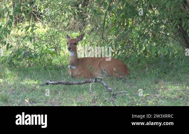 Sitting in shade under trees Stock Videos & Footage - HD and 4K Video ...