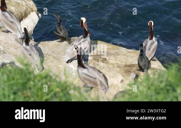 Large throat pouch bird Stock Videos & Footage - HD and 4K Video Clips ...