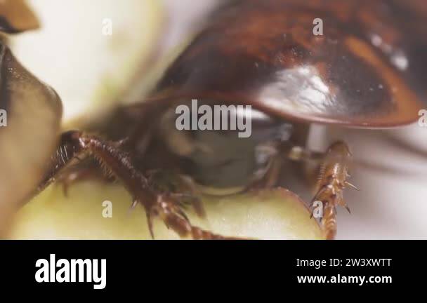 Cockroaches are eating food. Insects carry germs. Dirty insects Stock ...