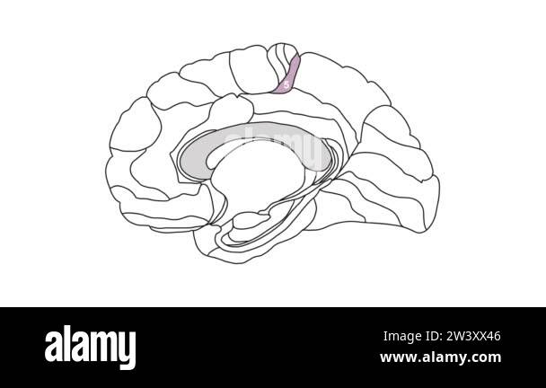 Brain Brodmann area map isolated sagittal region of the cerebral cortex ...