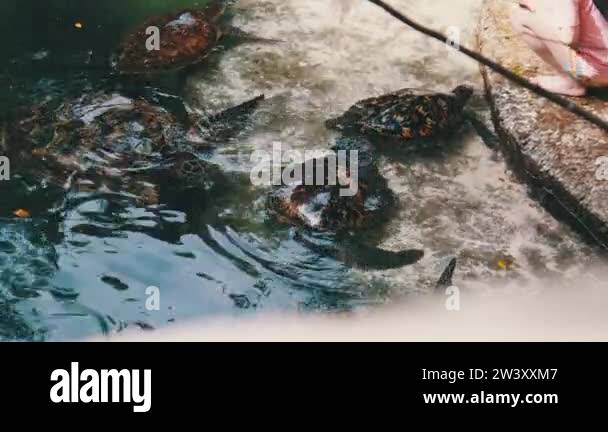 People Algae Feeding Giant Sea Turtles in Baraka Natural Aquarium ...